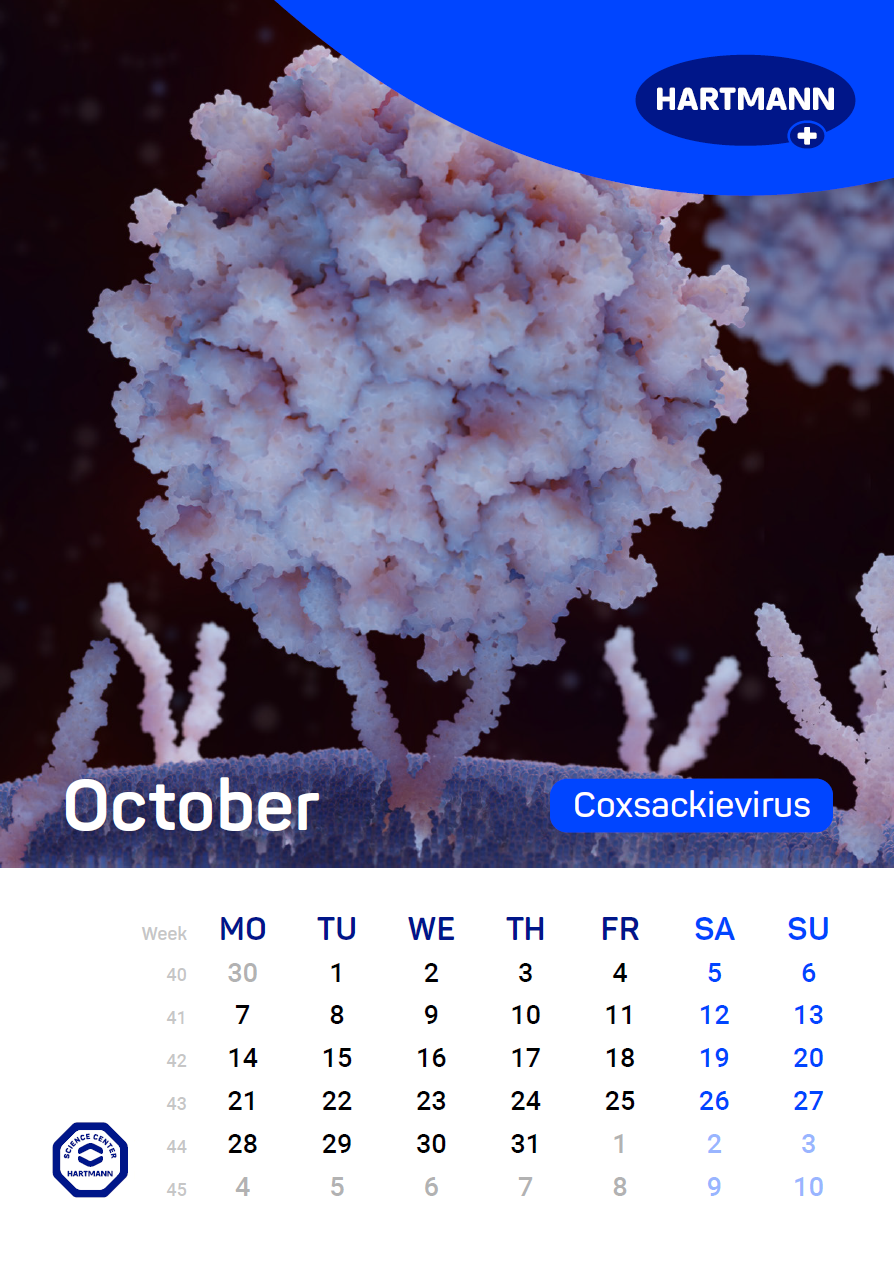 Calendar of the spread of relevant pathogens | HARTMANN SCIENCE CENTER