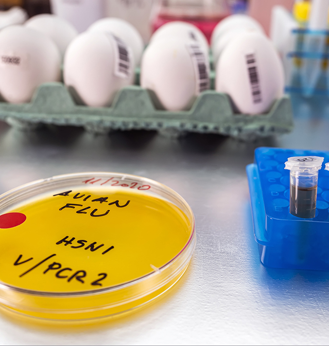 Avian influenza (bird flu)