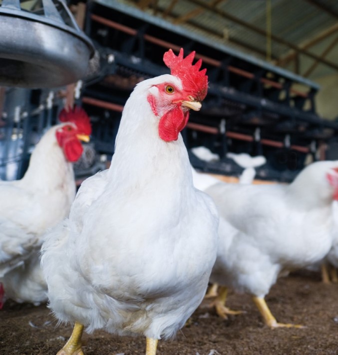 Large avian flu epidemic threatens certain bird populations in Europe | HSC